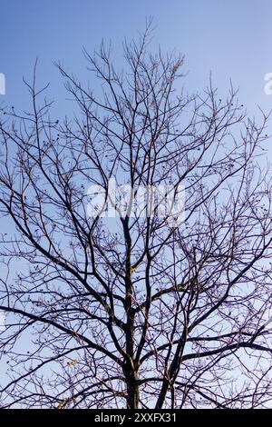 growth in rabat malta Stock Photo - Alamy