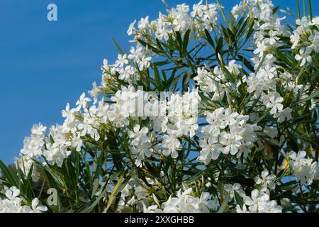 Italy, Lombardy, White Nerium Oleander Flowers Stock Photo - Alamy