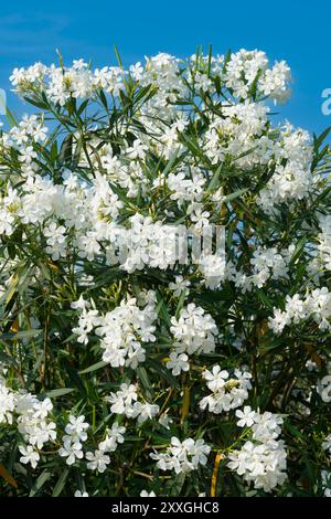 Italy, Lombardy, White Nerium Oleander Flowers Stock Photo - Alamy