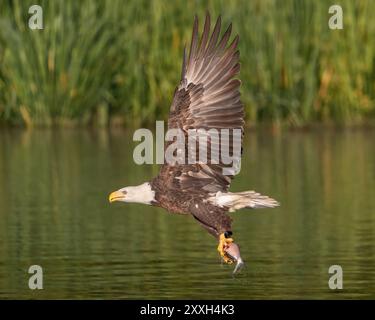 An American bald eagle grabbing a fish Stock Photo - Alamy