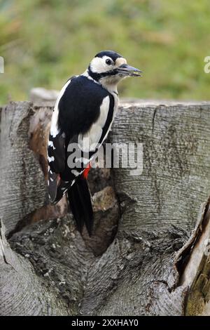 Dendrocopus major, (Picoides major Stock Photo - Alamy