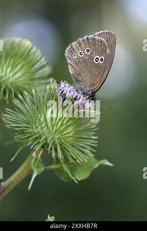 The butterfly is also called a chimney sweep Stock Photo - Alamy