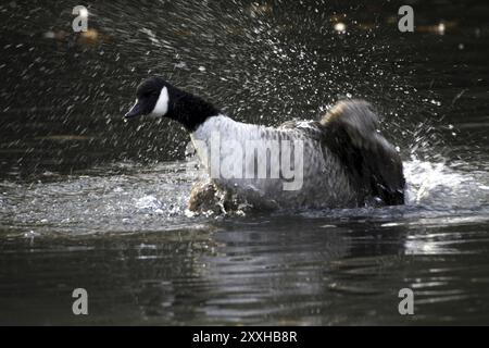 Canada Goose Bathing Water on Back Stock Photo - Alamy