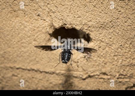 Mourning hoverfly, Anthrax anthrax, bee fly Stock Photo - Alamy