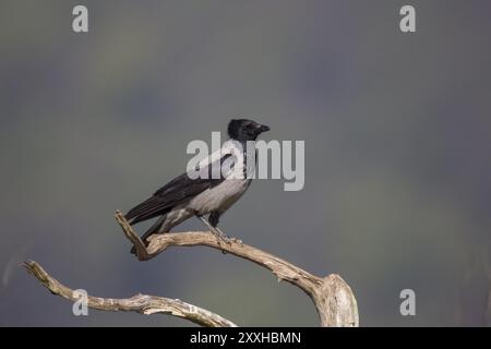 Hooded crow in its natural habitat in Denmark Stock Photo - Alamy