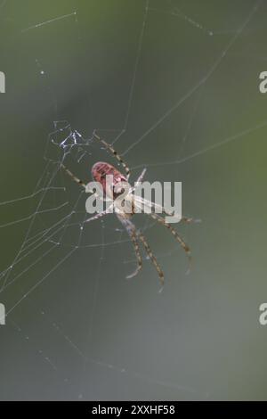 Orb Weaver in Autumn Stock Photo - Alamy