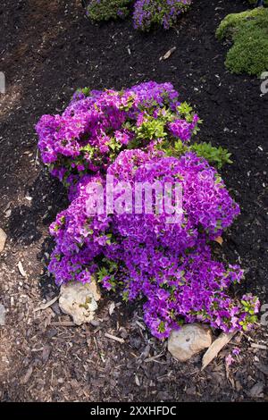 Purple Rhododendrons in bloom Stock Photo - Alamy