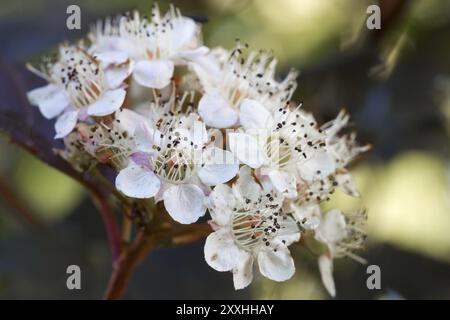 Flowering devil's bush (Physocarpus opulifolius Stock Photo - Alamy