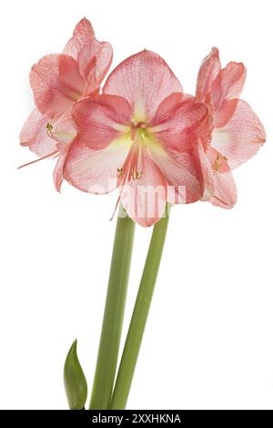 Pink amaryllis, close-up Stock Photo - Alamy