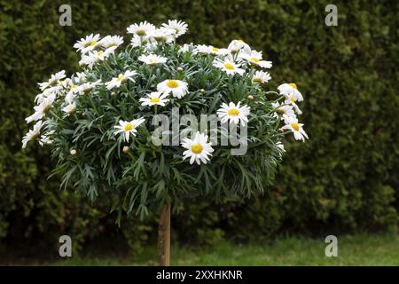 Flowering daisy tree (Leucanthemum) in the garden Stock Photo - Alamy