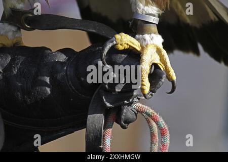 Golden eagle catches on the hand of a falconer Stock Photo - Alamy