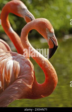 Cuban Flamingo, american flamingo (Phoenicopterus ruber ruber ...