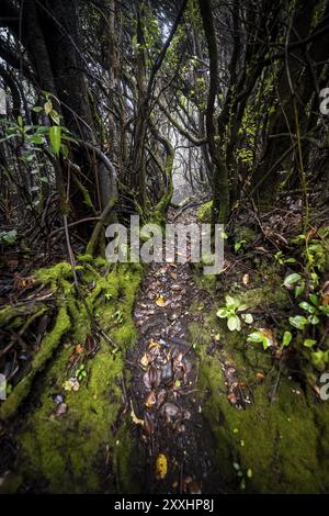 Poas Volcano NP, Costa Rica - April 3, 2017: Closeup of Lonicera ...