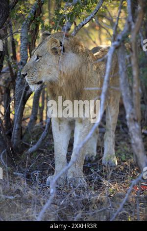 Lions, Panthera leo, with man in cage, Tzaneen Lion and Predator Park ...