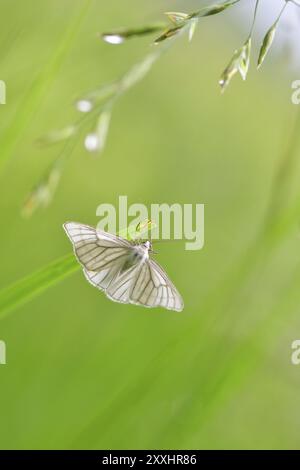Hard hay moth on a blade of grass. Siona lineata, the black-veined moth ...
