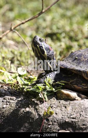 Domestic red eared turtle, Trachemys scripta in aquarium. Pond slider ...