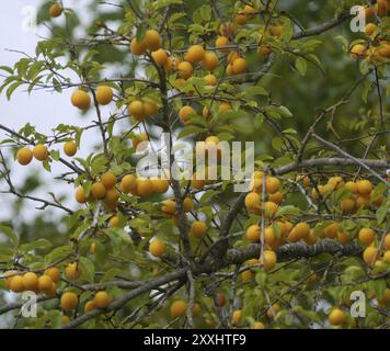 The Mirabelle plum (Prunus domestica subsp. syriaca) is a subspecies of ...
