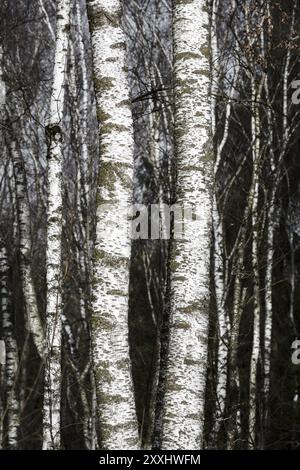 Birken im Winter Stock Photo - Alamy