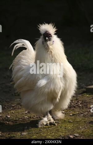 Japanese Silkie Chicken Stock Photo - Alamy