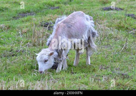 Skudde is a breed of domesticated sheep. Die Ostpreussische Skudde ...