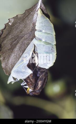 Lesser purple emperor when hatching, Apatura ilia, Lesser Purple ...