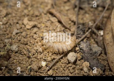 Pupa shell of a pied flycatcher Stock Photo - Alamy