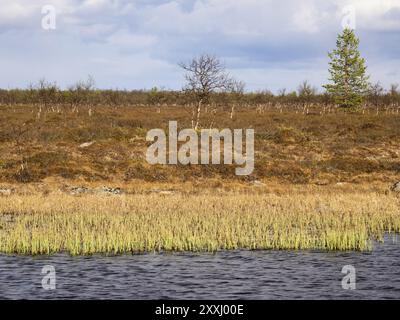 Marsh landscape with Hairy Birch (Betula pubescens) and Pine trees ...