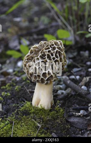 Edible morel, Morchella esculenta, common morel Stock Photo - Alamy