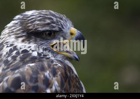 Royal Rough-legged Hawk Stock Photo - Alamy