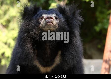 Female Sloth bear or Indian Bear, closeup of head and face, Melursus ...