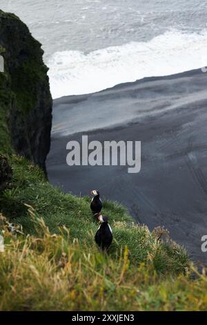 Atlantic puffin near cliffs edge Stock Photo - Alamy