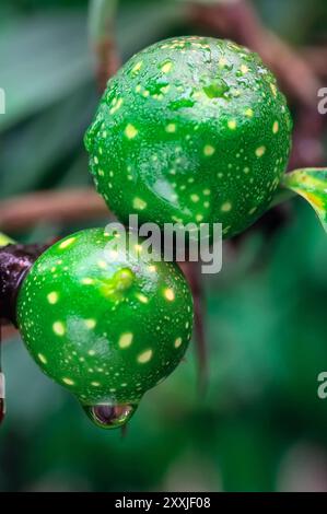 Cedar fig (Ficus henneana = Ficus superba var. henneana), Moraceae ...