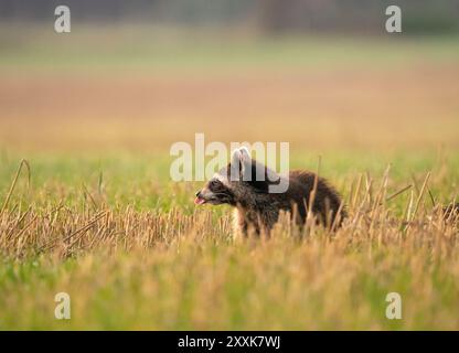 Rodent and pest - Raccoon in a field in the Bystrzyca valley Stock ...