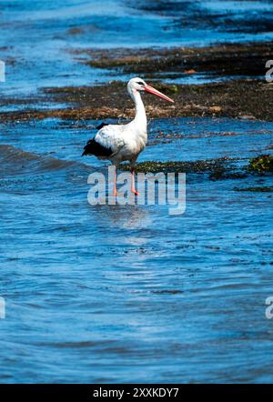 A white stork walking at the beach Stock Photo - Alamy
