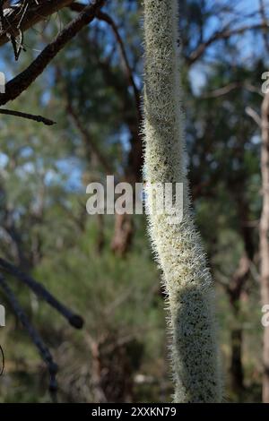Austral Grass-tree (Xanthorrhoea australis Stock Photo - Alamy