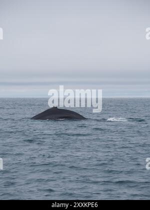 Dorsal fin of a humpback whale showing some scarring Stock Photo - Alamy