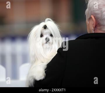 A Maltese Terrier Puppy Dog and its Owner London UK Stock Photo - Alamy