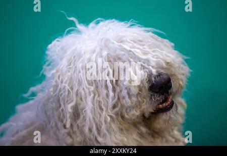 Hungarian Komondor dog with long,curly,white fur over it's face Stock ...