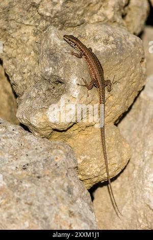 a wild lizard on a rock of a rubble wall Stock Photo - Alamy
