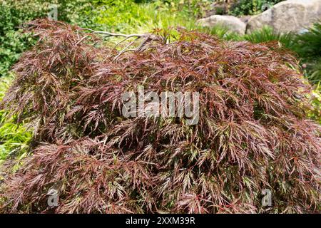 Acer Palmatum Inaba Shidare Japanese Maple Stock Photo - Alamy