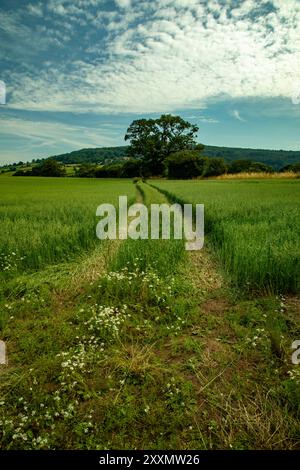 Canal and bridge in Talybont-on Usk in Wales, UK Stock Photo - Alamy