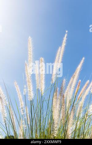 Cogon Grass on blue sky background Stock Photo - Alamy