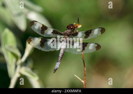 Twelve-spotted Skimmer male Stock Photo - Alamy