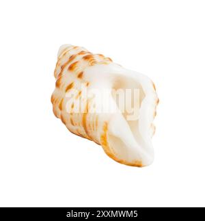 Conch shell isolated on white background Stock Photo - Alamy