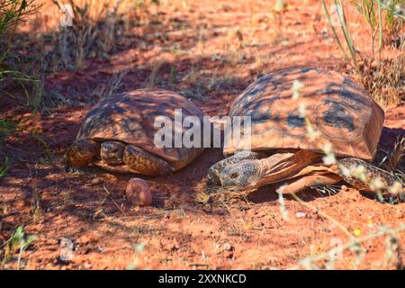 Mating Mojave Desert Tortoise, Gopherus Agassizii, mating ritual shell ...