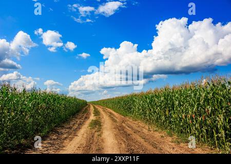 Colorful route through agricultural corn fields, road going into the ...