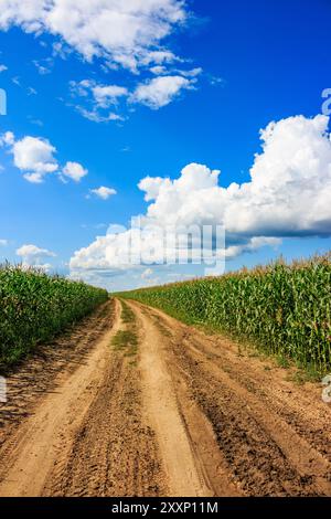 Colorful route through agricultural corn fields, road going into the ...
