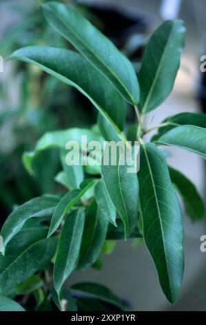Namaqua Fig (Ficus cordata) tree at cave entrance, Gcwihaba Caves ...