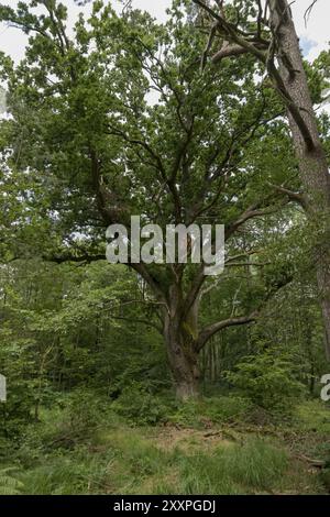 German moor forest landscape with ferns, grass and deciduous trees as a ...