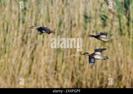 Flying gadwalls in Upper Lusatia. A swarm of gadwell in flight Stock ...